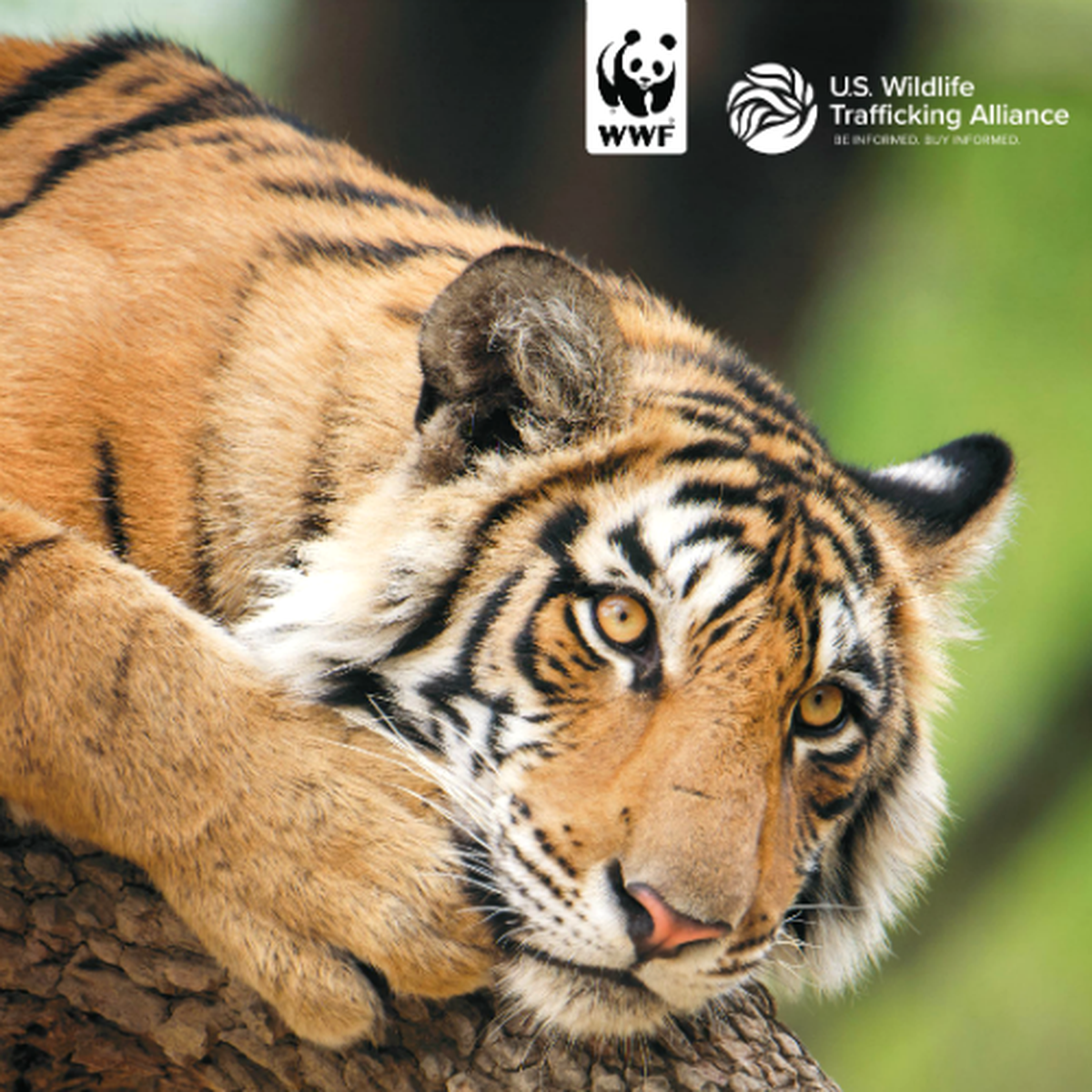 Conservation NGOs Call for Closure of “Tiger Farms” | Adventure Travel ...